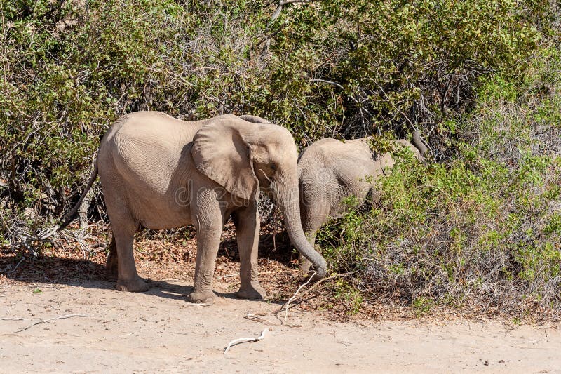 Desert Elephant in Namibia stock photo. Image of action - 266962916