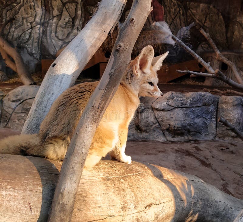Desert Fennec Fox Vulpes Zerda Sleeping on Felled Tree Stock Image ...