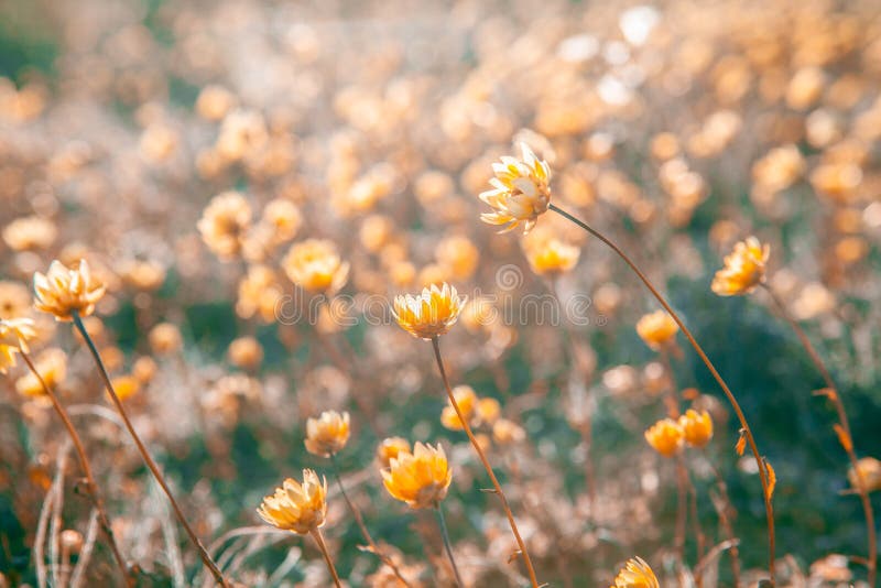 Desert Field Flowers at Sunrise. Stock Photo - Image of footstalk ...