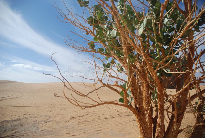 Desert flora stock photo. Image of algery, oasis, sand - 25550298