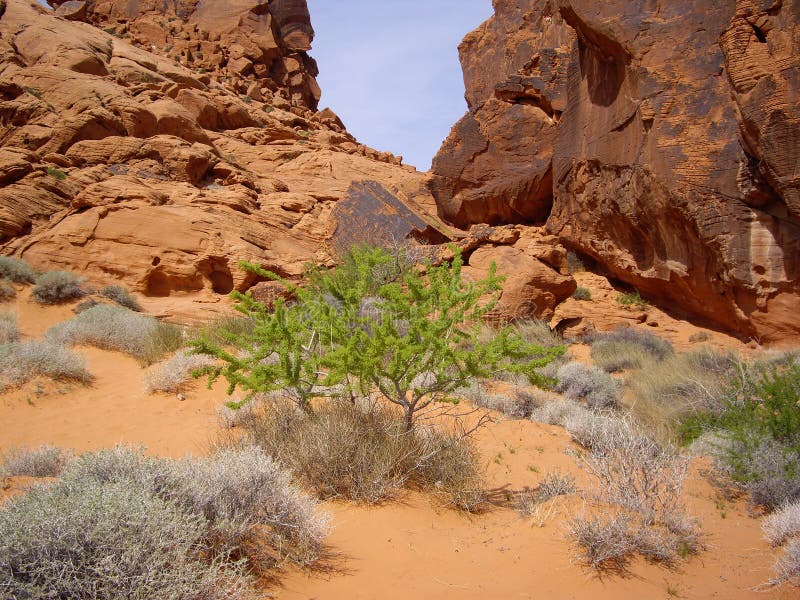 Desert Flora stock image. Image of sand, cacti, arid - 33155877