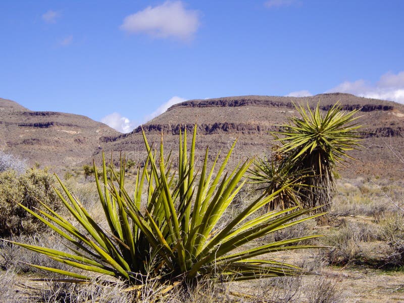 Desert Flora stock photo. Image of long, plant, garden - 94397730