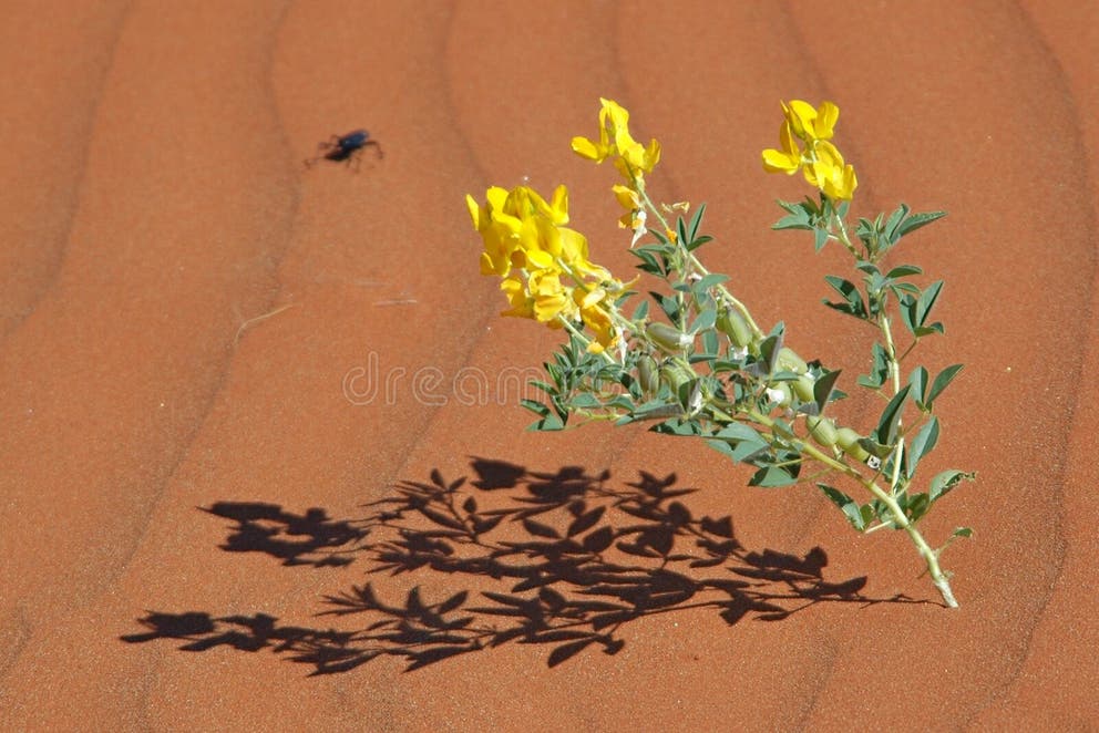 Desert flower stock image. Image of desert, beetle, namib - 26237829