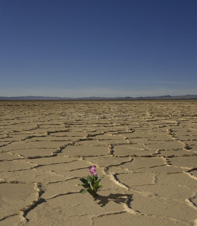 3,756 Single Desert Flower Stock Photos - Free & Royalty-Free Stock ...