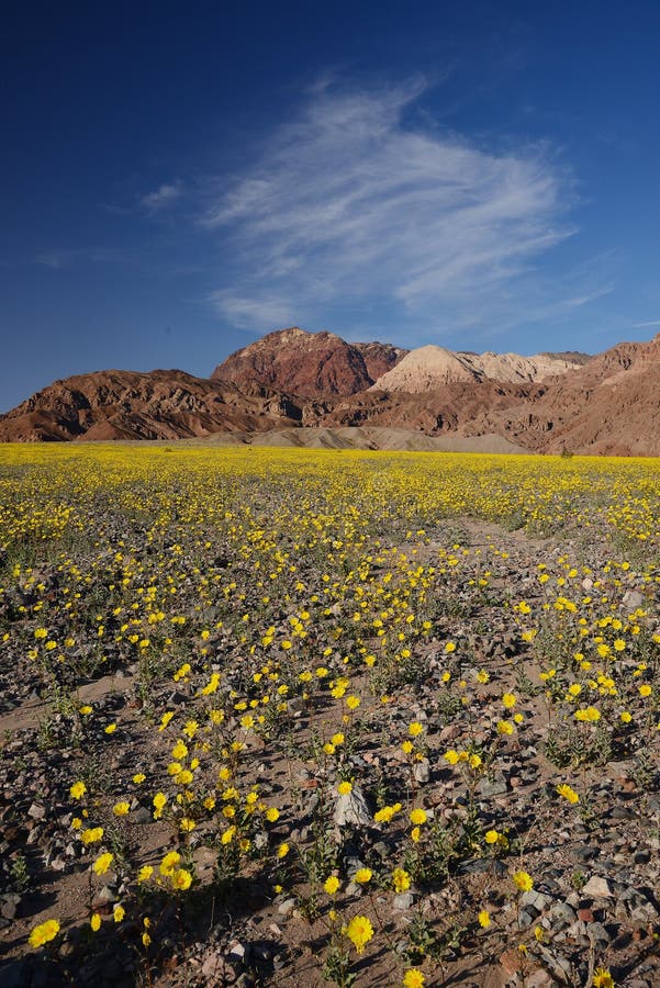 Desert flower bloom stock photo. Image of southwest, bloom - 71901796