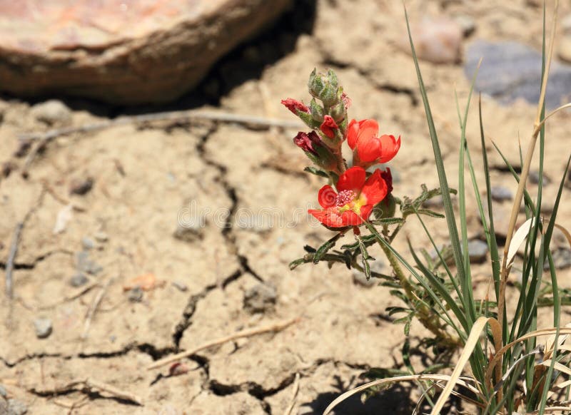 94,647 Desert Flower Photos - Free & Royalty-Free Stock Photos from ...