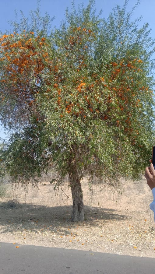 Rohida Stock Photos - Free & Royalty-Free Stock Photos from Dreamstime