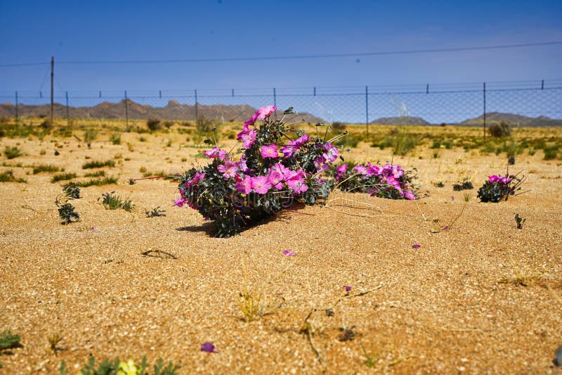 Desert Flower in the Vast Namibia Desert Stock Photo - Image of ...