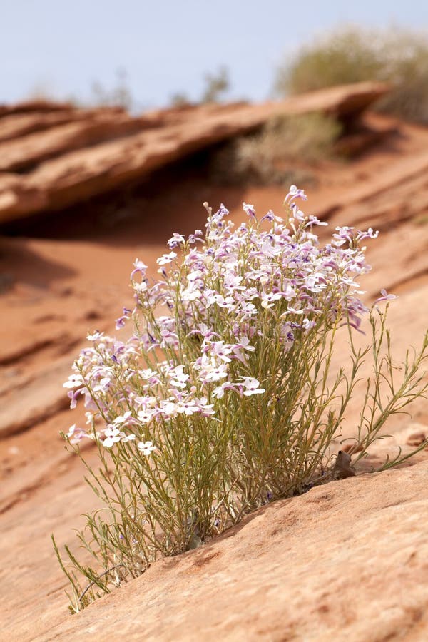 Desert Flowers stock image. Image of native, blooming - 14916163