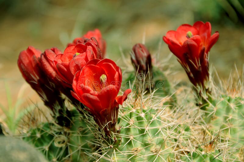 Umm Al-Ma Lake - Desert Oasis, Sahara, Libya Stock Image - Image of ...