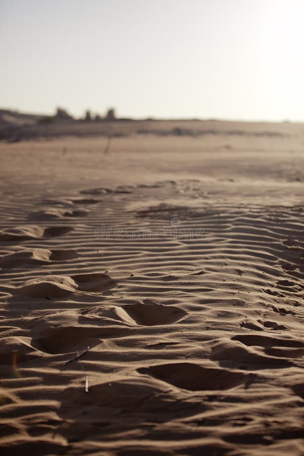Desert footprints stock photo. Image of outdoors, nature - 133142846