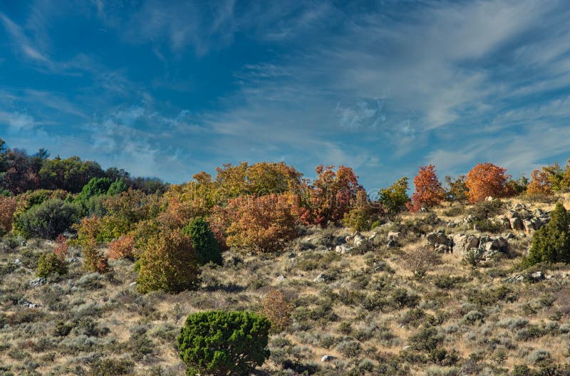 Desert Forest Under Blue Sky Stock Image - Image of fall, plant: 217744073