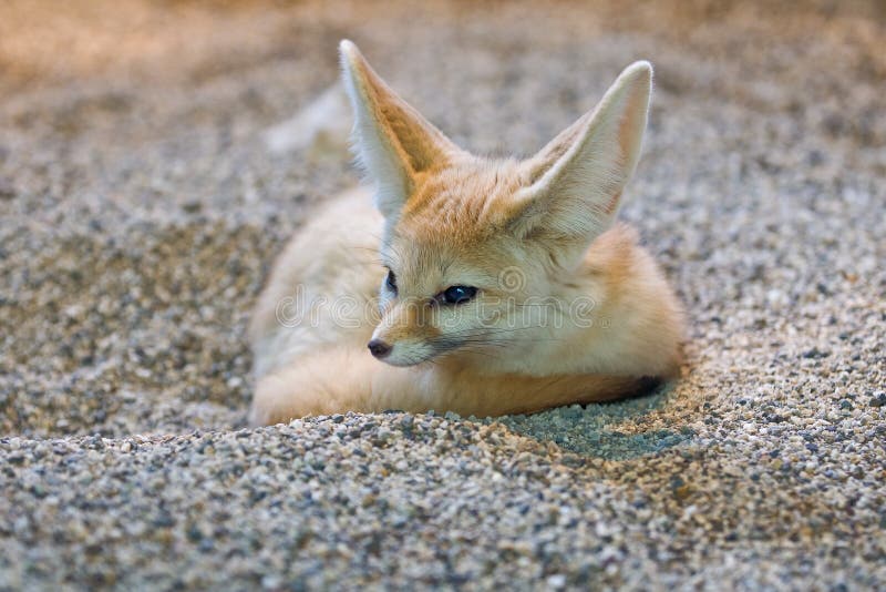 Desert fox stock image. Image of mammal, wildlife, nature - 15944919