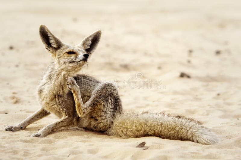 A Desert Fox in Egypt stock photo. Image of mammal, wildlife - 28644588