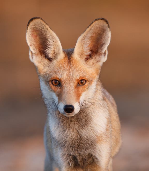 Wallpaper Fox Desktop Stock Photos - Free & Royalty-Free Stock Photos ...