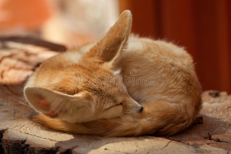 Desert fox stock photo. Image of tail, africa, animal - 25372262
