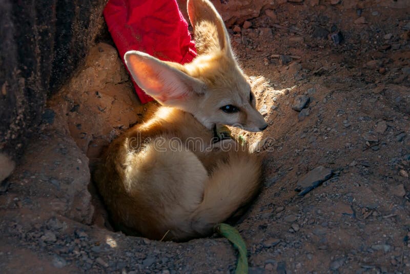 Desert Fox, Animal of the Atlas in Morocco Stock Photo - Image of ...
