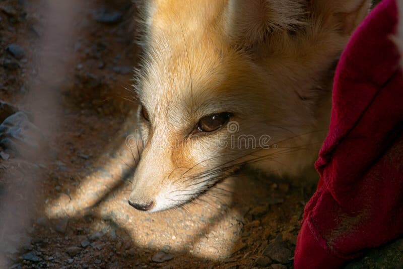 Desert Fox, Animal of the Atlas in Morocco Stock Image - Image of ...