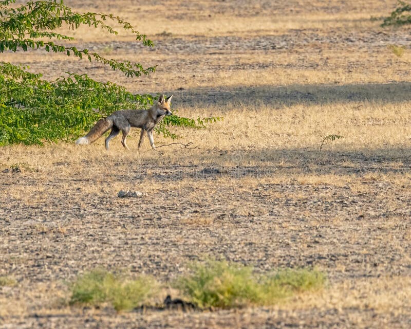 A desert Fox stock image. Image of sand, behaviour, national - 267486655