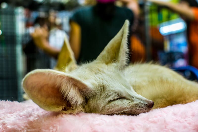 Desert Fox stock photo. Image of animal, travel, wild - 133672732