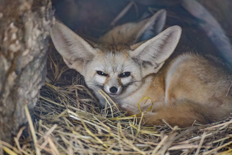 Desert fox stock image. Image of full, habitat, mammal - 110338281