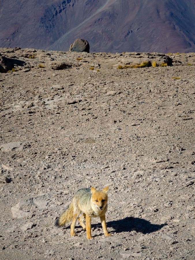Desert Fox in the Dry Outdoor Stock Image - Image of uyuni, animals ...