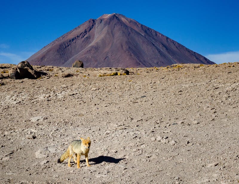 Desert Fox in the Dry Outdoor Stock Photo - Image of volcano, desert ...