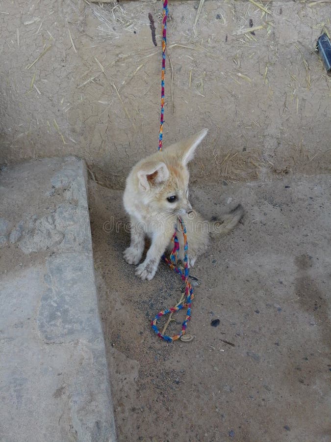 Desert fox stock image. Image of desert, morocco, living - 72064235