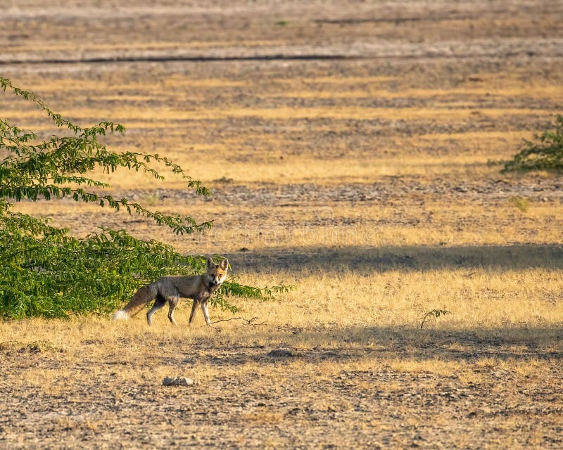 A Desert Fox Looking into the Camera Stock Image - Image of african ...