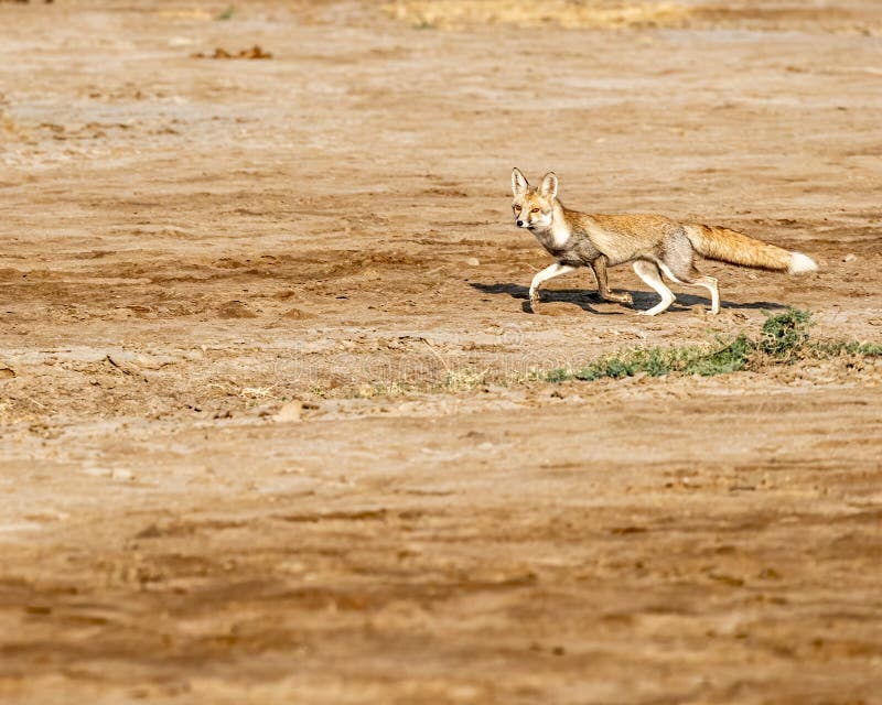 A Desert Fox Looking into the Camera Stock Image - Image of predator ...