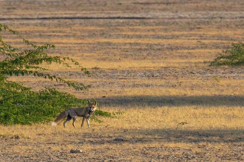 A Desert Fox stock image. Image of wilderness, portrait - 271499709