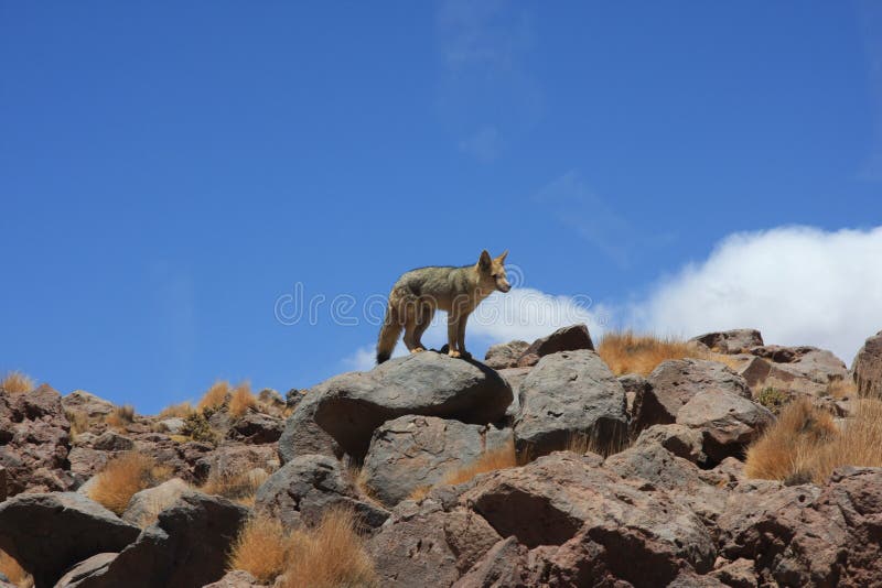Desert fox on rocks stock image. Image of mammal, chile - 9457009