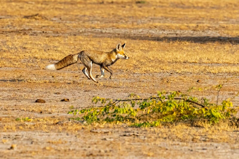 A Desert Fox Running in Field Stock Photo - Image of contact, nature ...