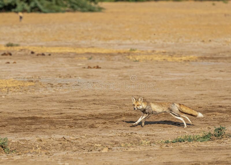 A Desert Fox Running and Looking into the Camera Stock Image - Image of ...