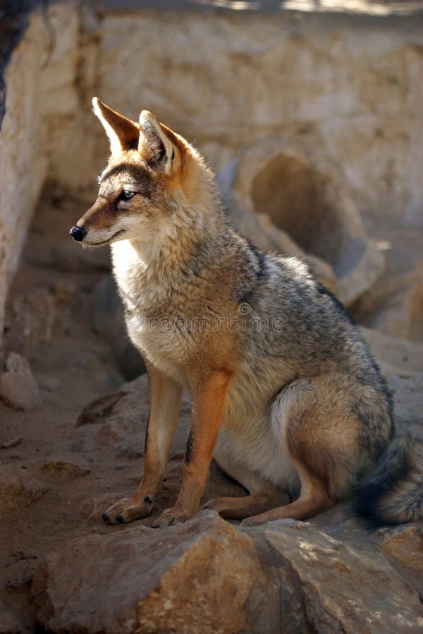 Desert Fox Sitting on the Rocks Natural Environment Stock Image - Image ...