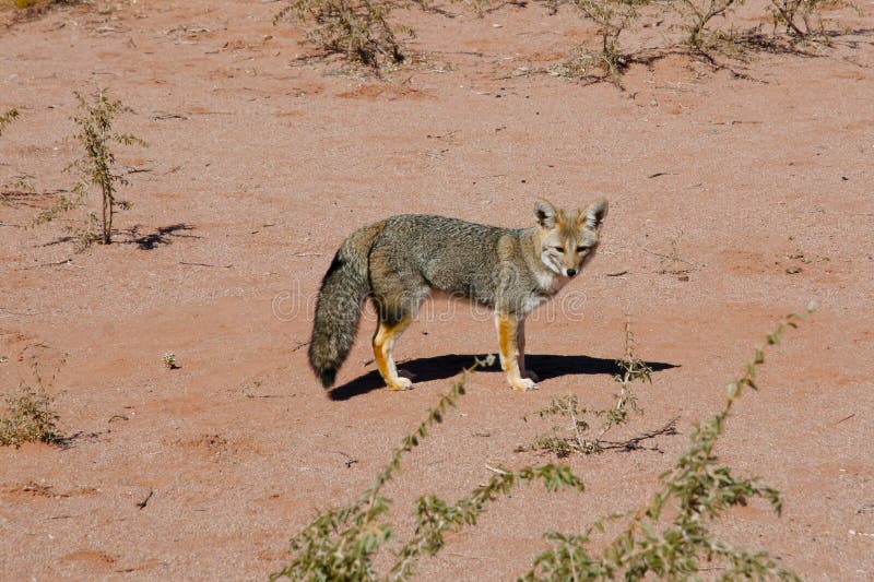 Desert Fox - Talampaya National Park - Argentina Stock Photo - Image of ...