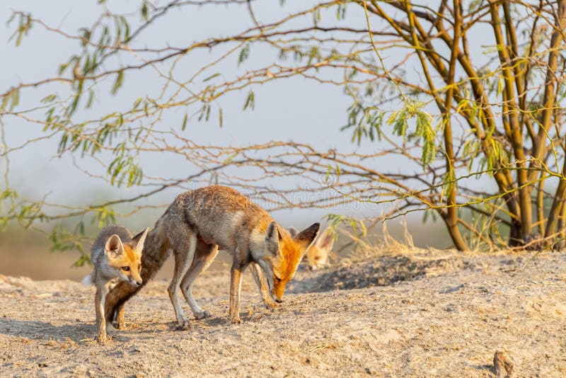 Desert Foxes in Their Natural Habitat Stock Image - Image of wildlife ...