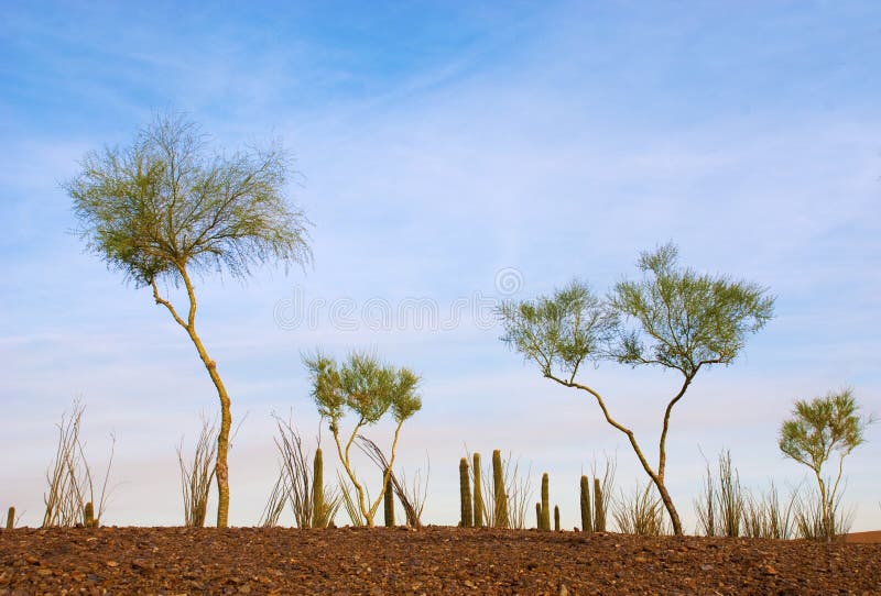 Desert Garden of Spindly Trees Stock Image - Image of hardy, trees ...