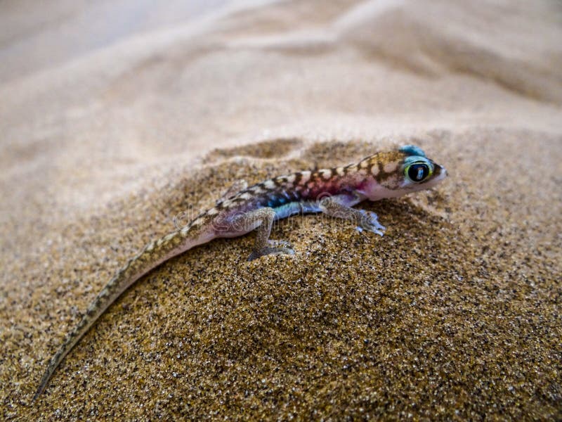A desert gecko in the sand stock image. Image of creature - 205415549