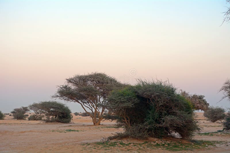 Desert, Gharafa, Qatar stock image. Image of orange, evening - 70284043
