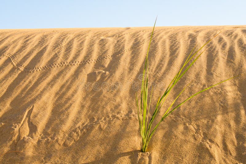 Desert grass in the Sahara stock photo. Image of africa - 101084976