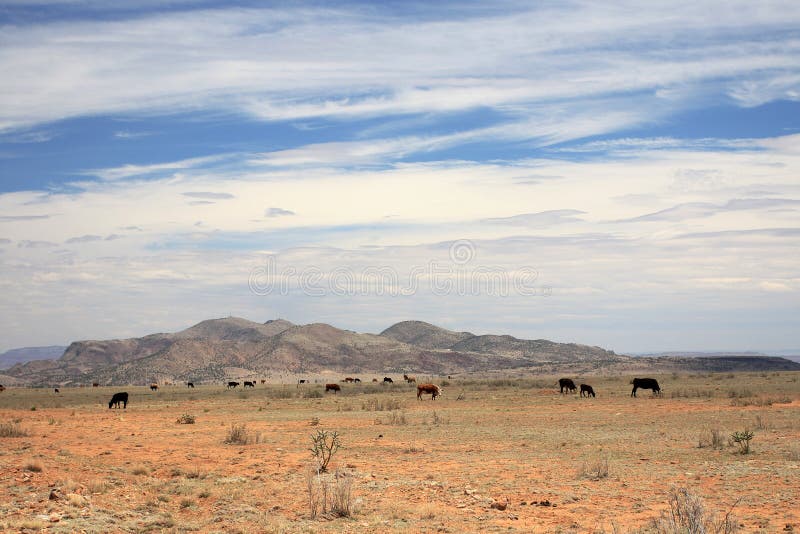Desert Grazing Cattle stock photo. Image of cows, aridity - 9923634