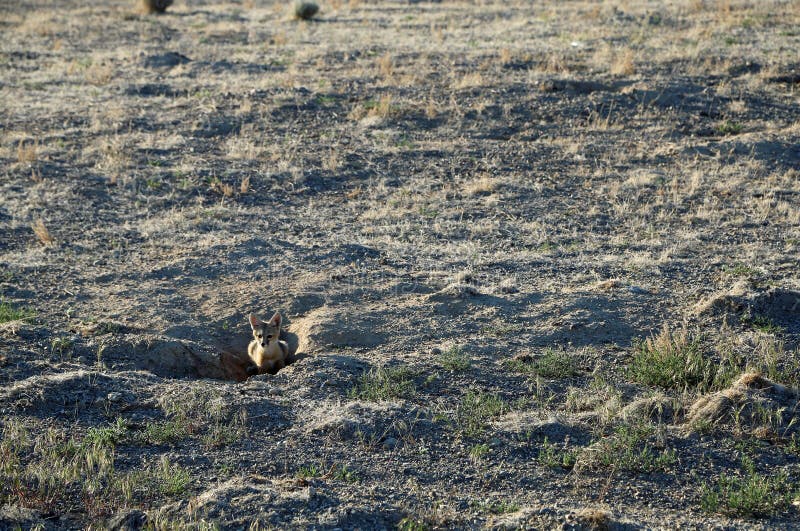Kit fox in the hole stock image. Image of natural, tourism - 232206731