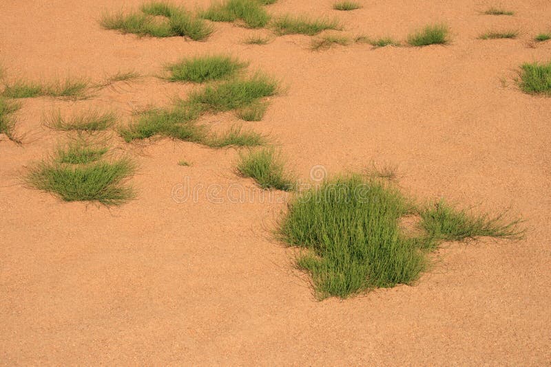 Desert Green Picture. Image: 6023184