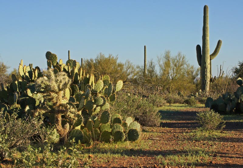 Desert Greenery stock photo. Image of spine, season, cover - 30476532