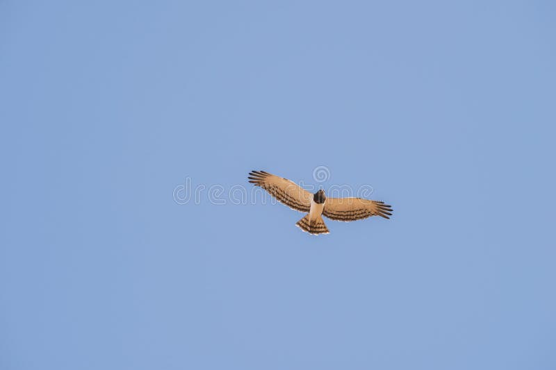 Desert hawk in flight stock image. Image of hunt, feather - 277703611