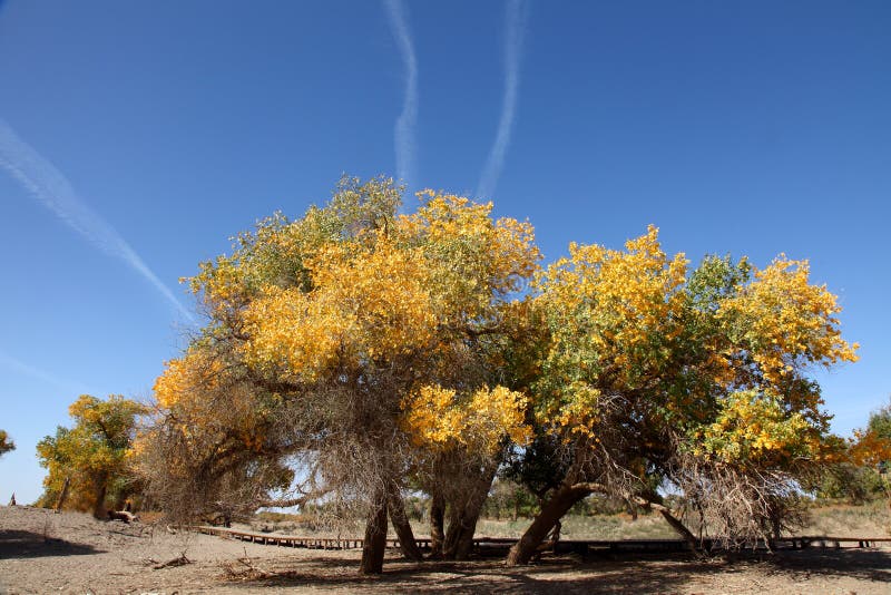 The Desert Hero- Ejinaqi Populus Euphratica Stock Photo - Image of ejin ...