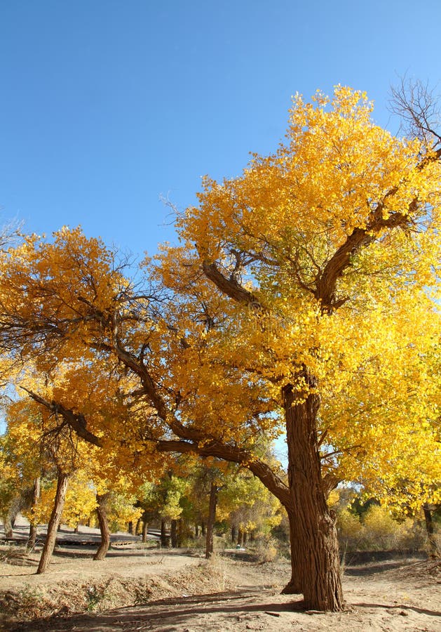 The Desert Hero- Ejinaqi Populus Euphratica Stock Photo - Image of ...