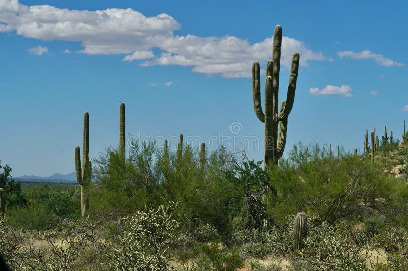 Desert Hillside in Arizona stock image. Image of saguaro - 267360659