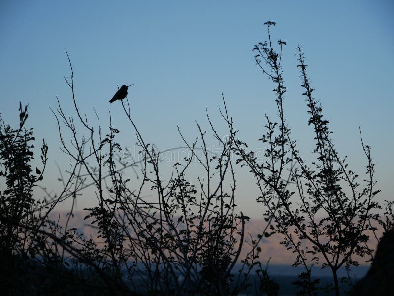 Desert Hummingbird sunset stock photo. Image of desert - 175167252
